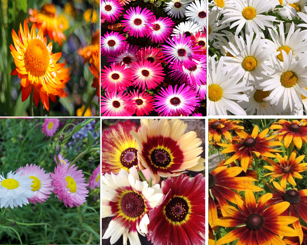 SEED PACKS – Boondie Seeds