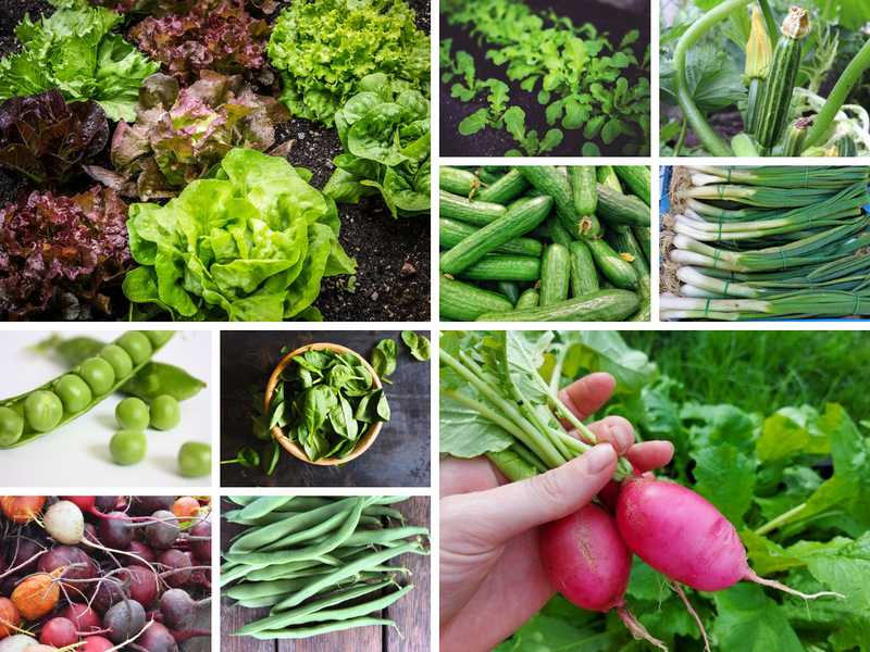 FAST GROWING VEGETABLE PACK 15 x PACKETS of seeds – Boondie Seeds