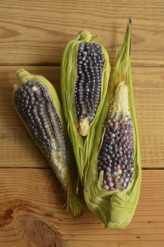 Corn – Boondie Seeds