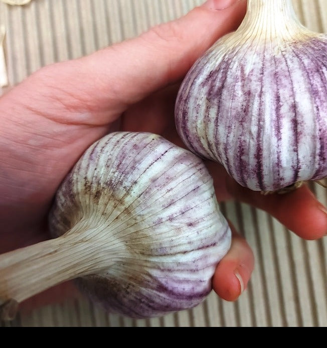 GARLIC BULBS - Italian Purple (Turban) *RARE* – Boondie Seeds
