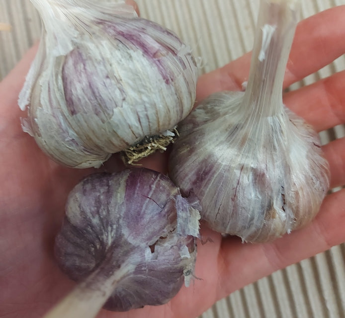 GARLIC BULBS - Spicy Korean *RARE* – Boondie Seeds