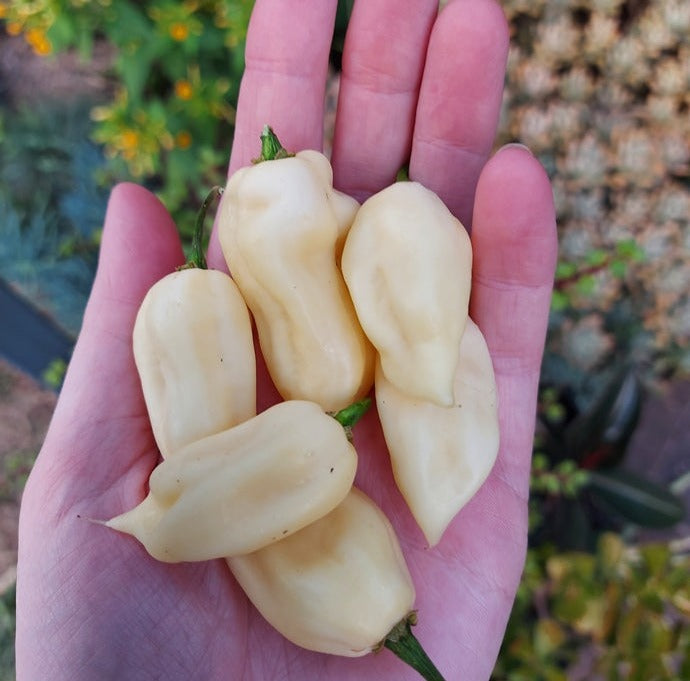 CHILLI 'White Ghost / White Bhut Jolokia' SUPER HOT seeds – Boondie Seeds