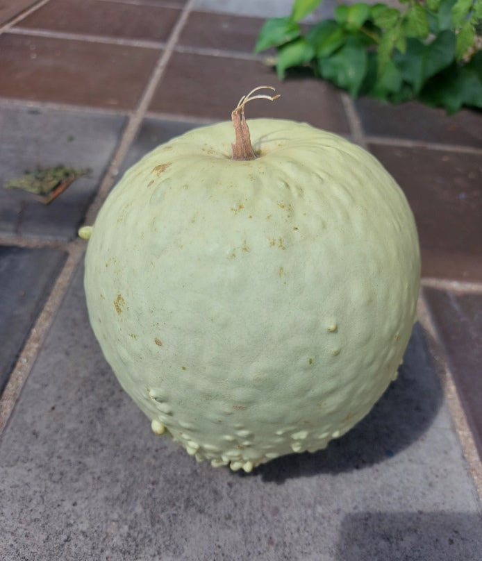 GOURD 'Bule' / Warty Apple Gourd seeds – Boondie Seeds