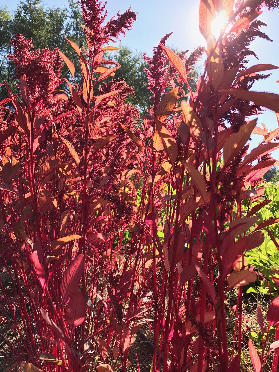 AMARANTH 'Red Garnet' / Red Leaf seeds – Boondie Seeds
