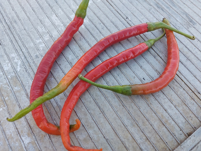 CHILLI 'Joe's Long Cayenne' seeds – Boondie Seeds