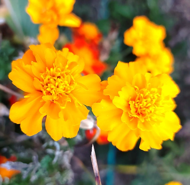FRENCH MARIGOLD 'Petite Yellow' seeds – Boondie Seeds