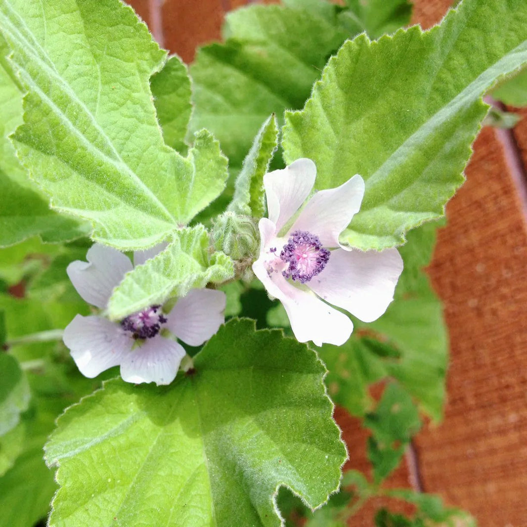 MARSHMALLOW Althacea officinalis seeds – Boondie Seeds