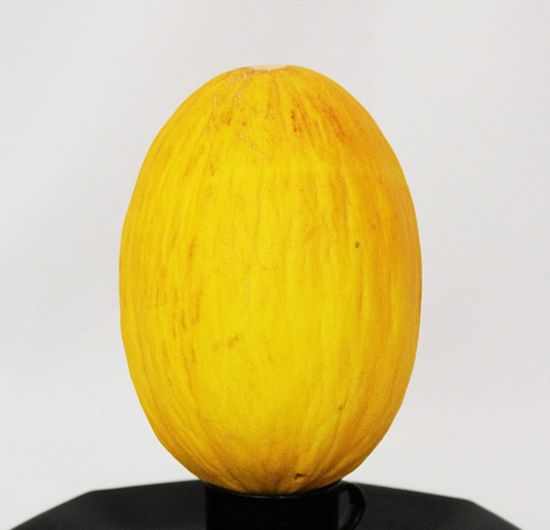 ROCKMELON 'Canary Yellow' seeds – Boondie Seeds