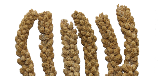 FRENCH MILLET BULK 1kg / BIRD SEED / Grass seeds – Boondie Seeds