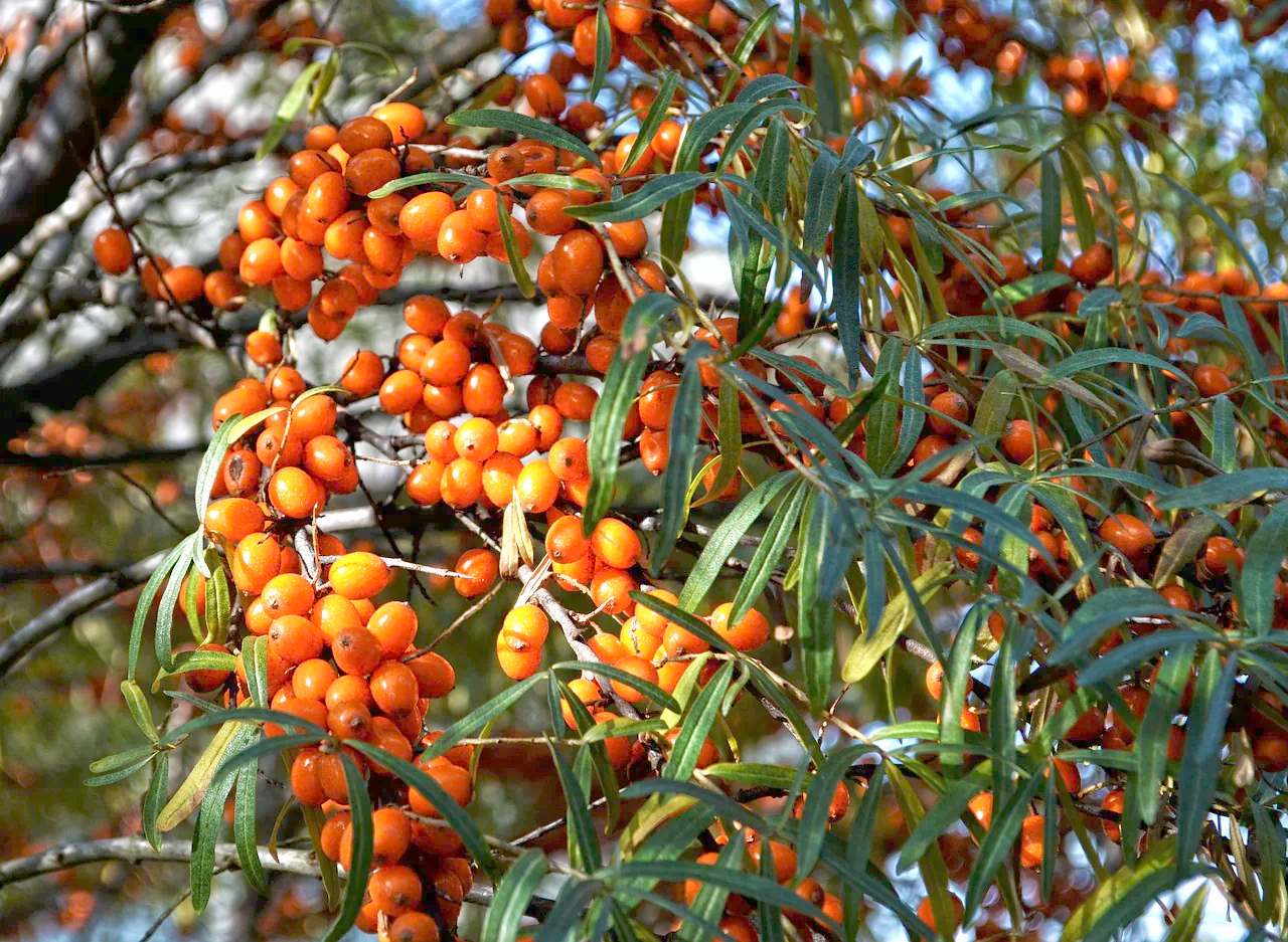 SEA BUCKTHORN Hippophae rhamnoides seeds – Boondie Seeds