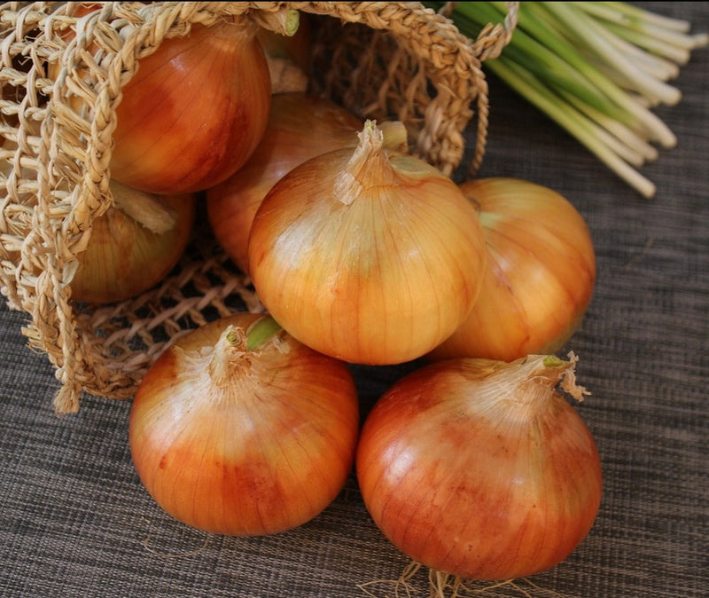 ONION 'Yellow Parma Globe' seeds – Boondie Seeds