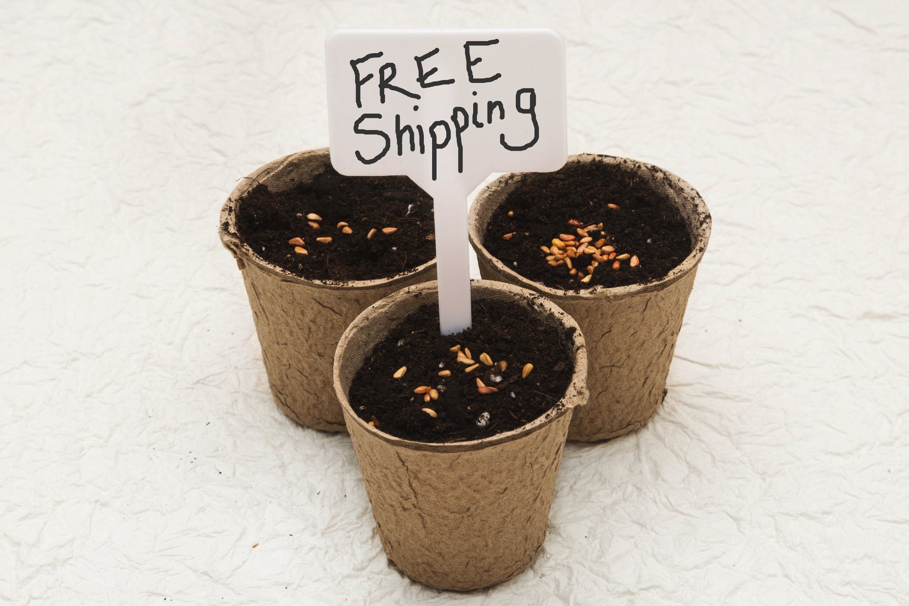 Boondie Seeds