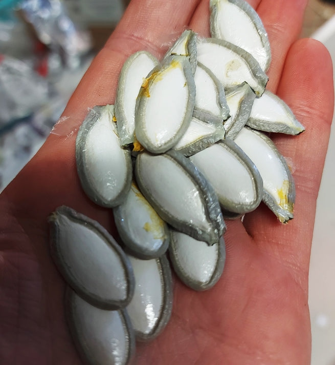 PUMPKIN 'Silver Edge' / Edible seeds – Boondie Seeds