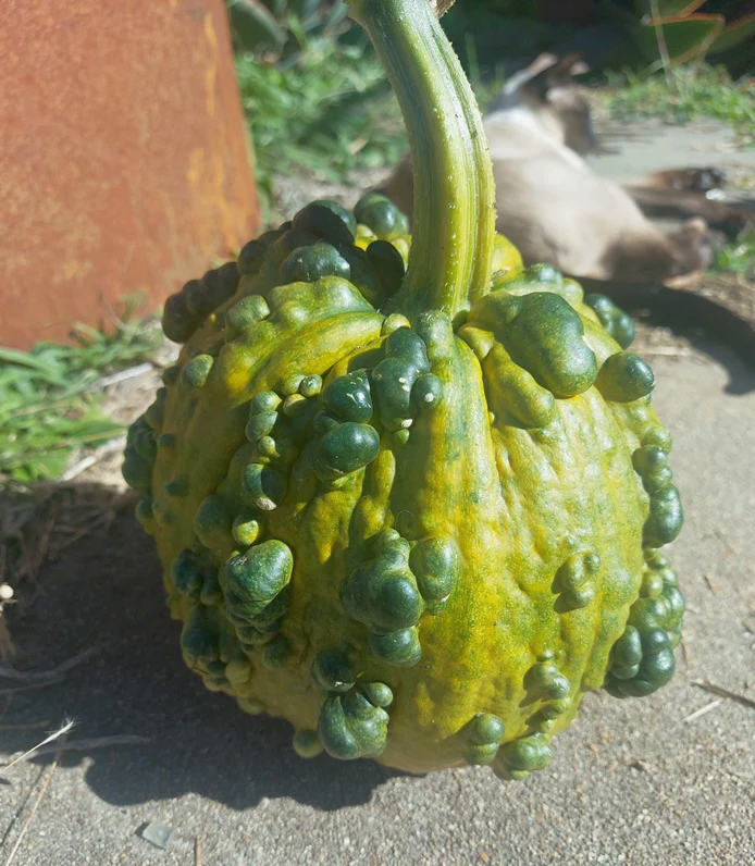 All Products – Boondie Seeds