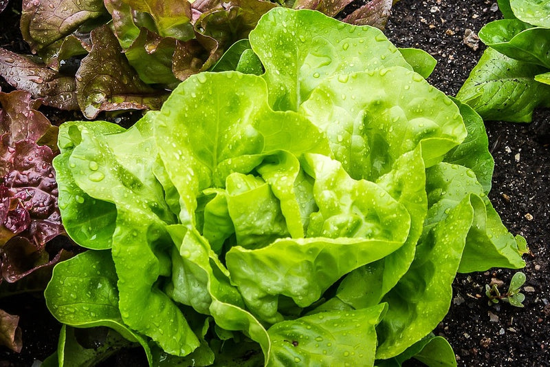 LETTUCE 'All Year Round' seeds – Boondie Seeds