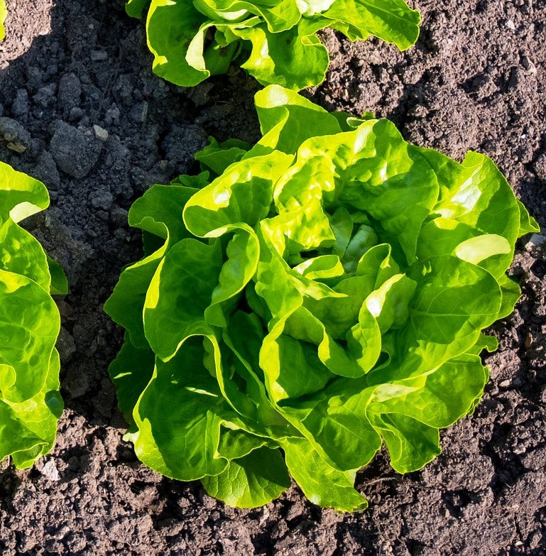 LETTUCE 'Summer Queen' seeds *Organic* – Boondie Seeds