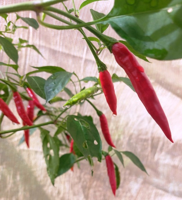 CHILLI 'Thai Giant' seeds – Boondie Seeds