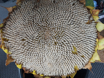 SUNFLOWER 'Israeli Giant' seeds – Boondie Seeds