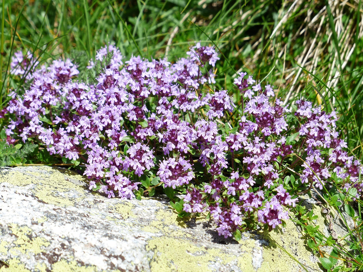 CREEPING THYME 'Lemon' / Thymus pulegloides seeds – Boondie Seeds