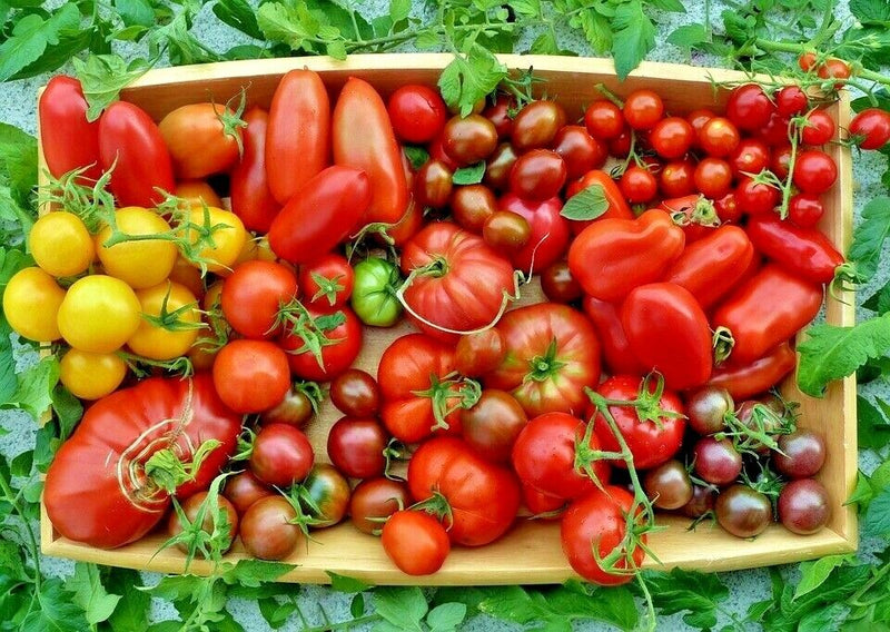 TOMATO BULK 'Heirloom Mix' seeds Wholesale – Boondie Seeds
