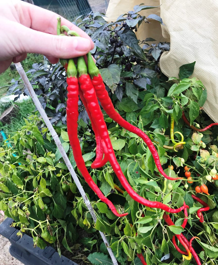Chilli – Boondie Seeds