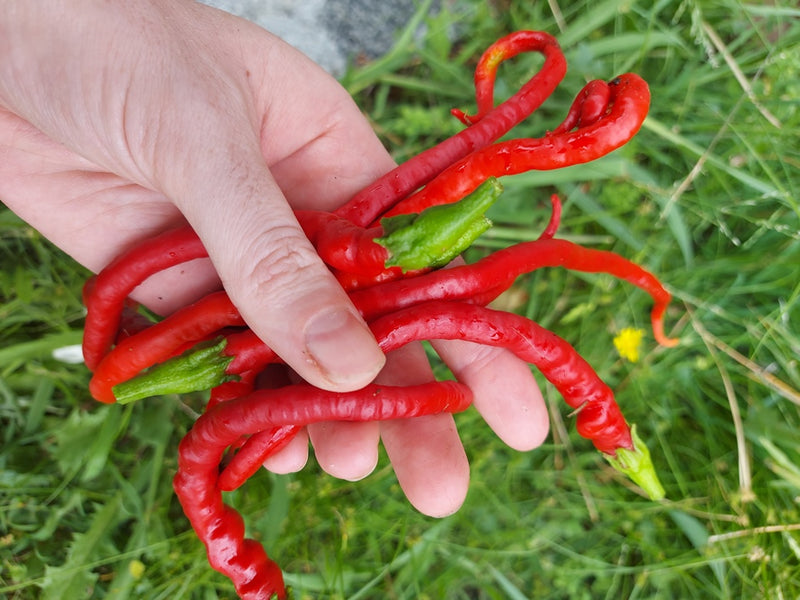 CHILLI 'Turkish Snake' seeds – Boondie Seeds