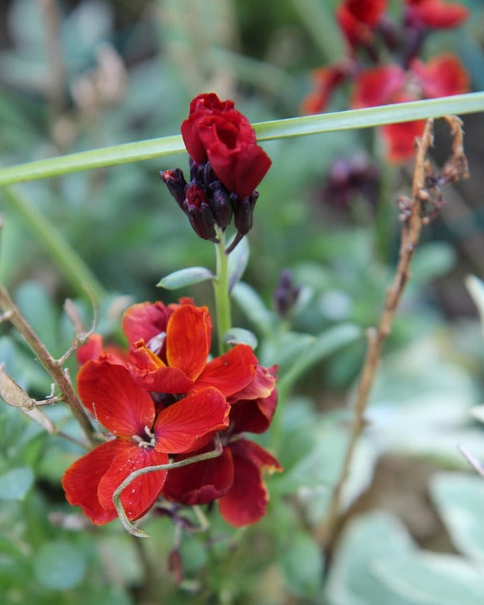 WALLFLOWER 'Ruby Gem' seeds – Boondie Seeds