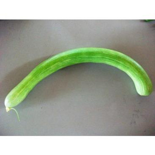 ZUCCHINI 'Tromboncino' / Trombone SQUASH seeds – Boondie Seeds