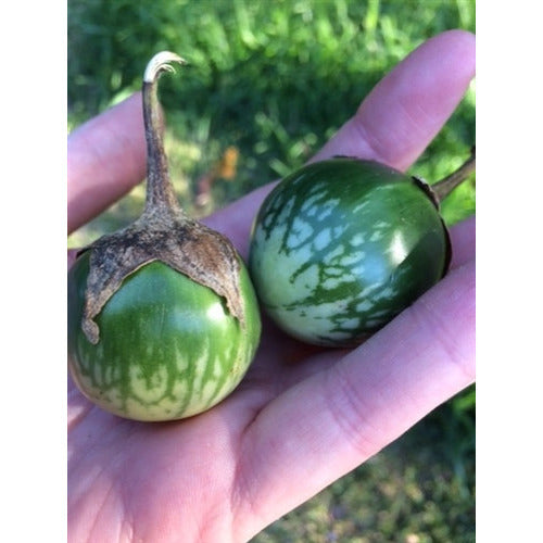 All Products – Boondie Seeds