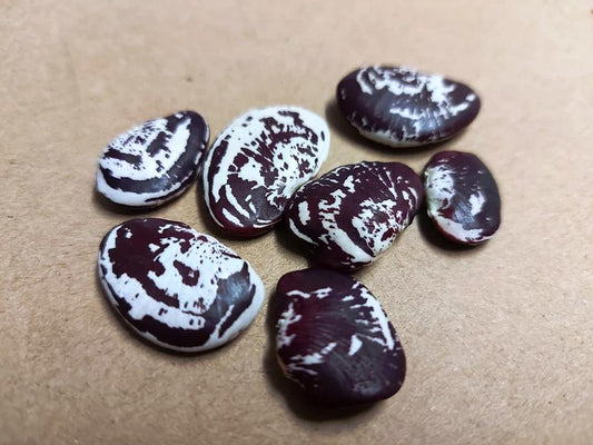 Beans - Climbing – Boondie Seeds