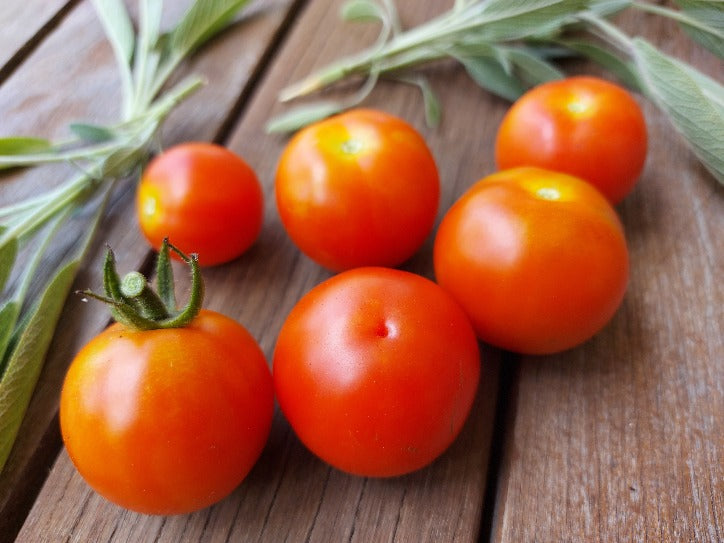 TOMATO CHERRY 'Tomme Toe' seeds – Boondie Seeds