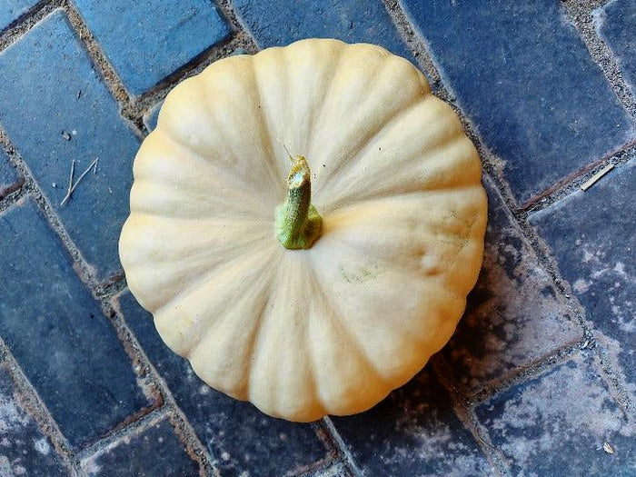 Pumpkin – Boondie Seeds