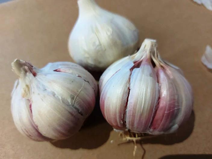 All Products – Page 28 – Boondie Seeds