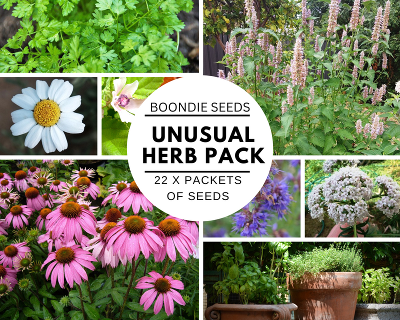 UNUSUAL HERB PACK 22 x PACKETS of herb MEDICINAL and CULINARY collecti ...