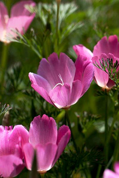 CALIFORNIAN POPPY 'Purple Gleam' seeds – Boondie Seeds