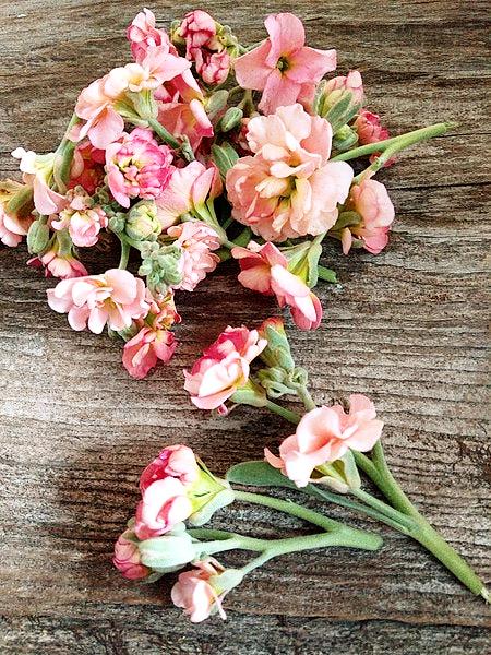 GIANT COLUMN STOCK 'Apricot' seeds – Boondie Seeds