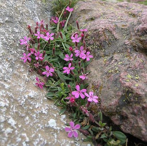 ROCK SOAPWORT 'Rose Pink' / SAPONARIA seeds – Boondie Seeds