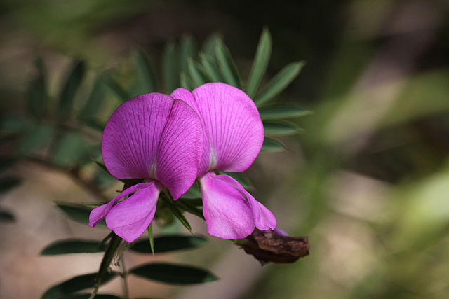 THE DARLING PEA seeds / Swainsona galegifolia *AUSTRALIAN NATIVE PEREN ...