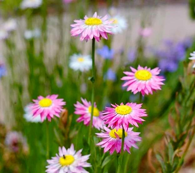 EVERLASTING DAISY 'Rose' / Native / PAPER DAISY seeds – Boondie Seeds