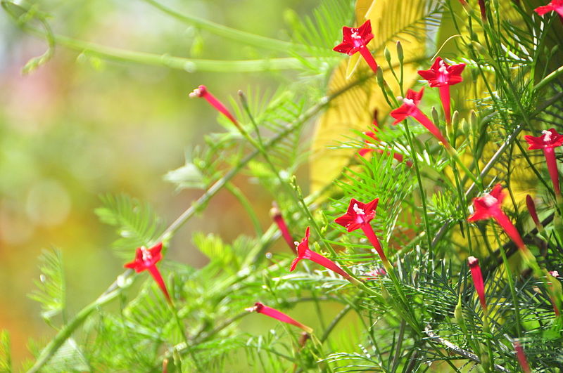CYPRESS VINE / CARDINAL CLIMBER 'Red' seeds – Boondie Seeds