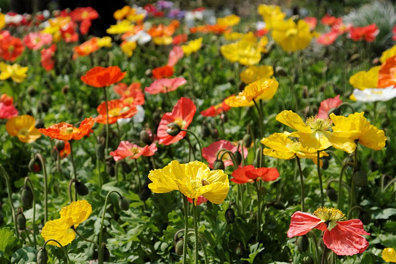 POPPY ICELAND 'Victory Giants Mix' *Perennial* seeds – Boondie Seeds