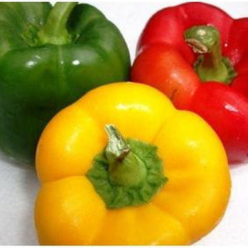 Capsicum – Boondie Seeds