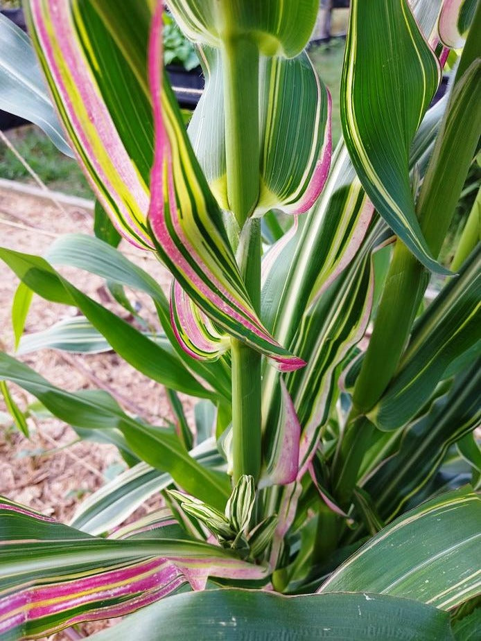 Corn – Boondie Seeds