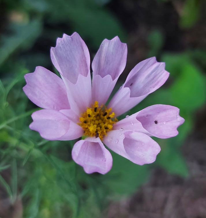 COSMOS 'Seashells Mix' seeds – Boondie Seeds