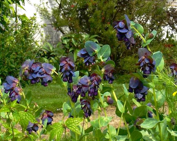 HONEYWORT Cerinthe major purpurescens seeds – Boondie Seeds