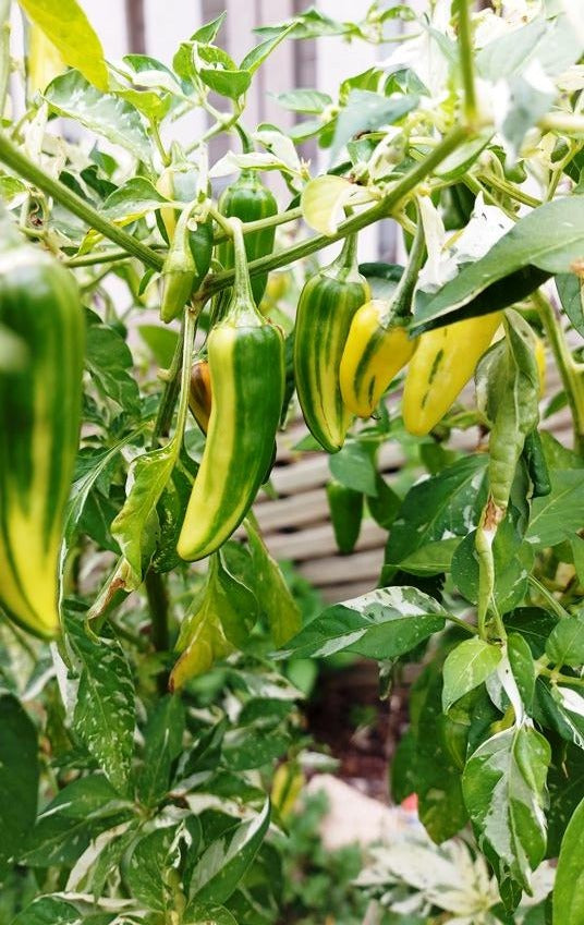 CHILLI 'Fish Pepper' seeds – Boondie Seeds