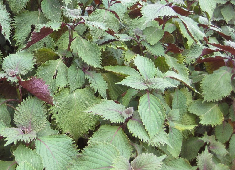 PERILLA / Shiso 'Britton' seeds – Boondie Seeds