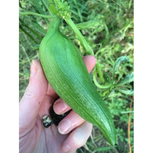 ACHOCA / BOLIVIAN STUFFING CUCUMBER / CAIGUA seeds – Boondie Seeds