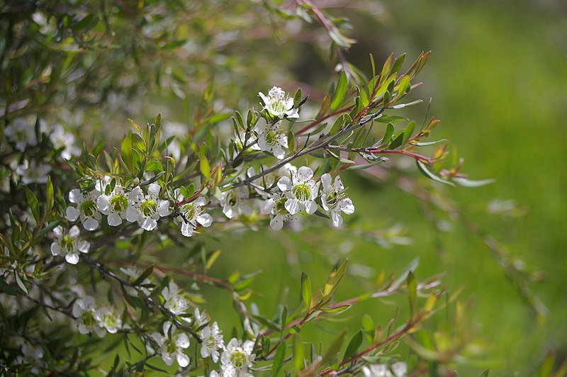 MOUNTAIN TEA TREE / Leptospermum grandifolium *AUSTRALIAN NATIVE* seed ...