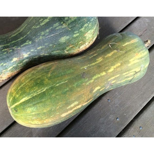 Squash – Boondie Seeds